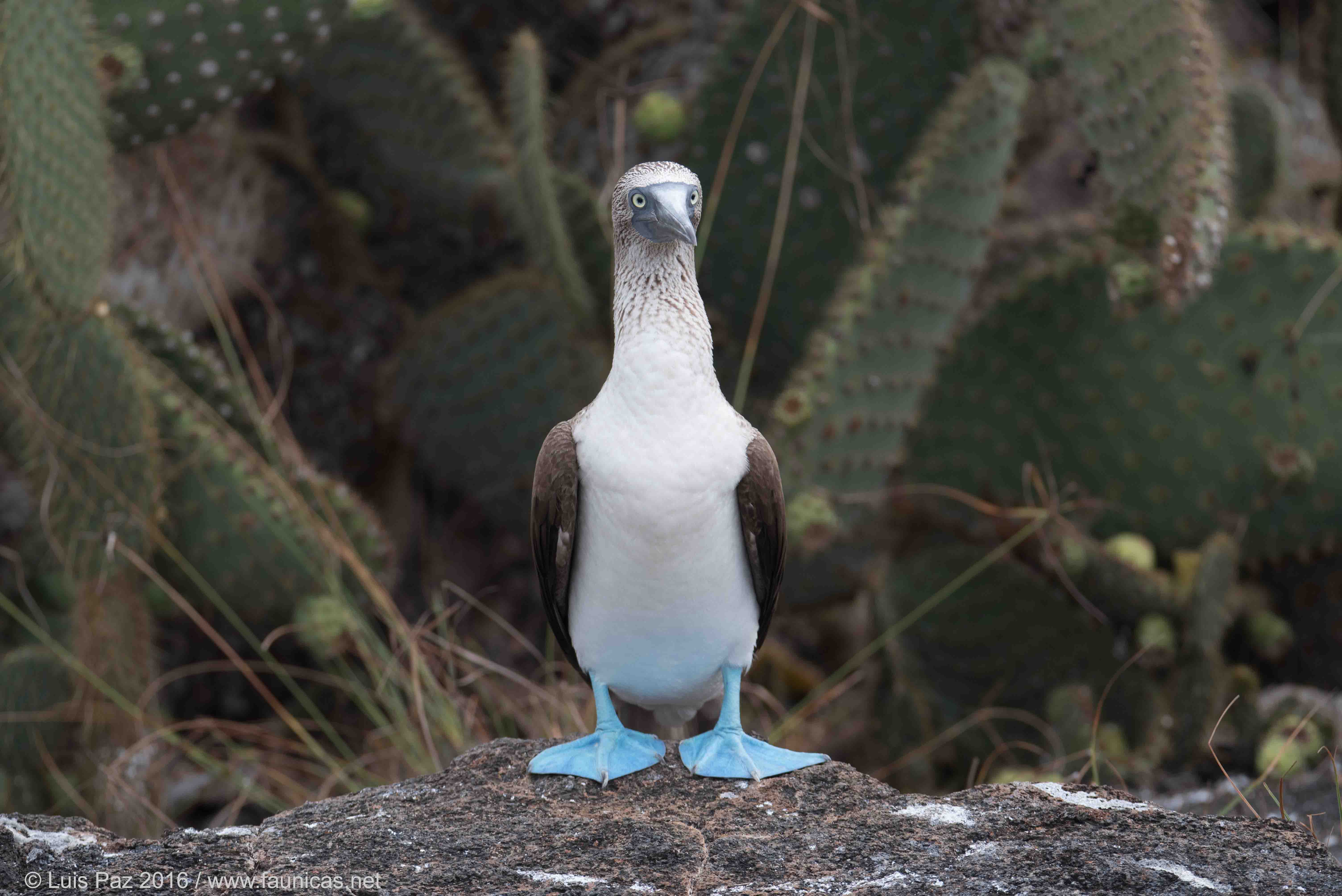 Blue-footed booby (Sula nebouxii)