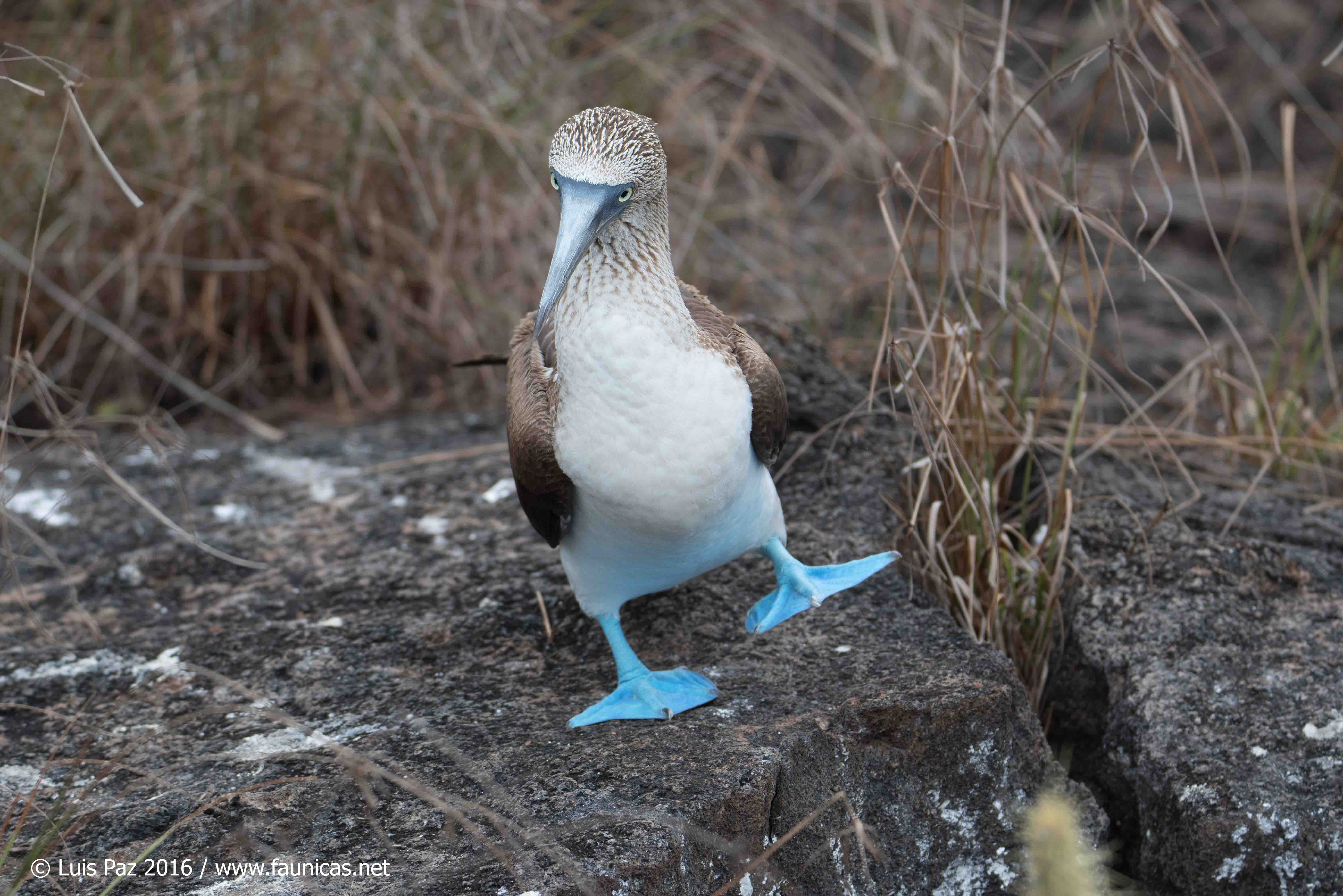 Blue-footed booby (Sula nebouxii)